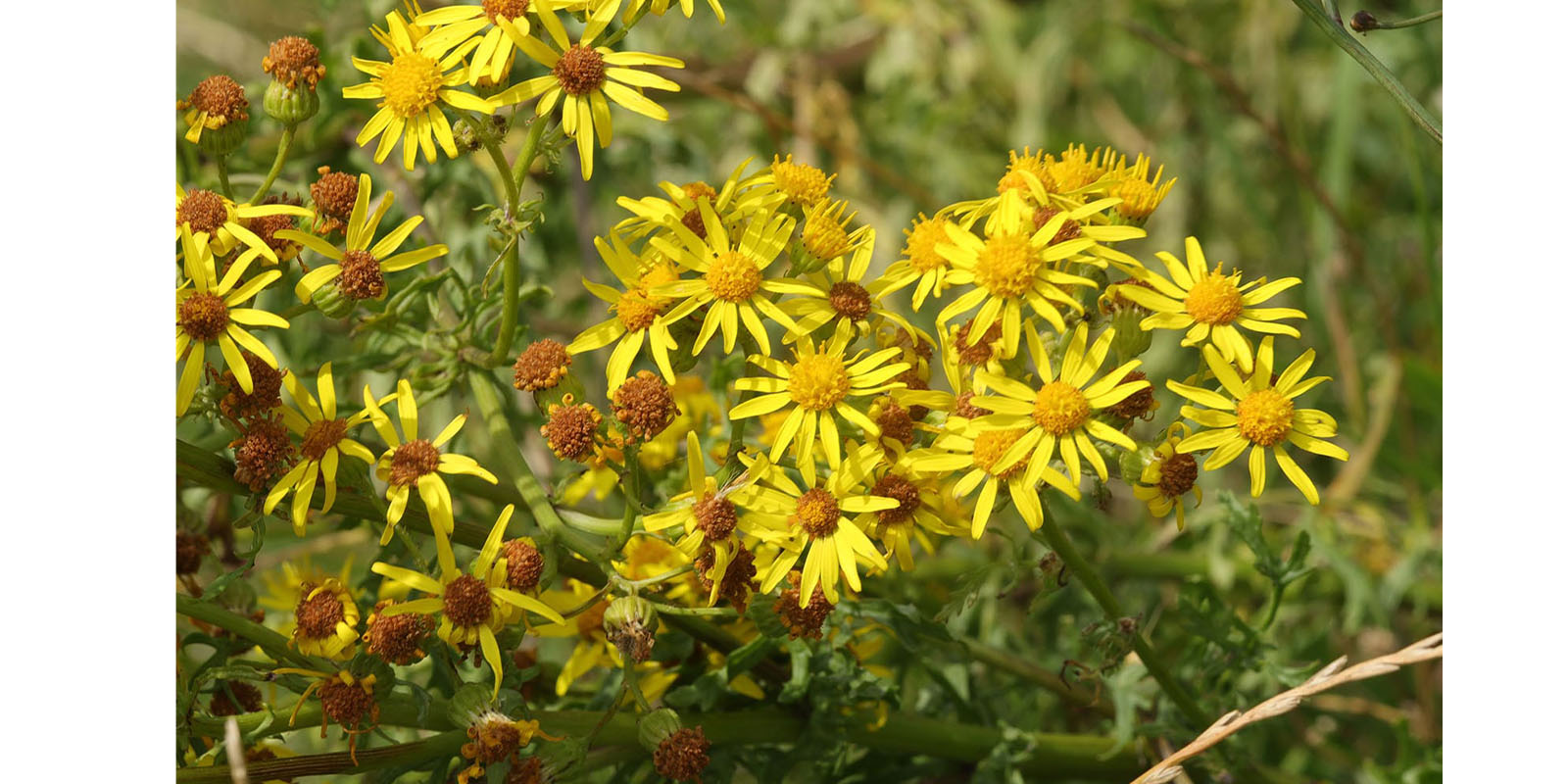 Ragwort Identification: Key Features, Growth Cycle & Species | TCM Soil ...